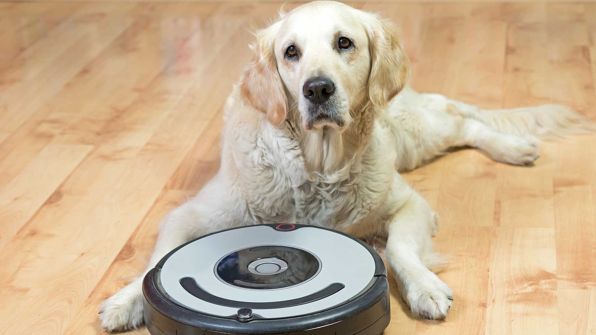 Police answer ruff call when robot runs amok - American Police Beat ...